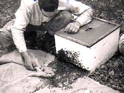 Motz Notes: Bee Keeping Motz Style!