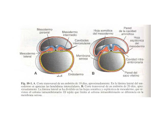 Embriologia Humana: CAVIDADES CORPORALES..
