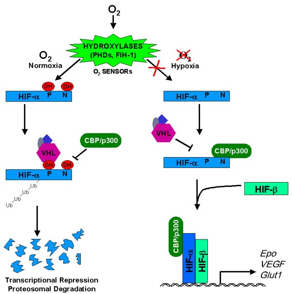 Nephron Power: IN THE NEWS- HIF and Kidney Disease