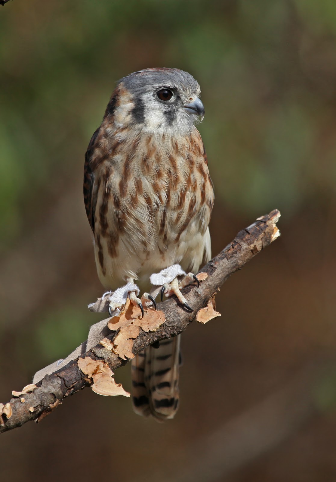 Nature's Feather Music: Wings on Wednesday - American Kestrel