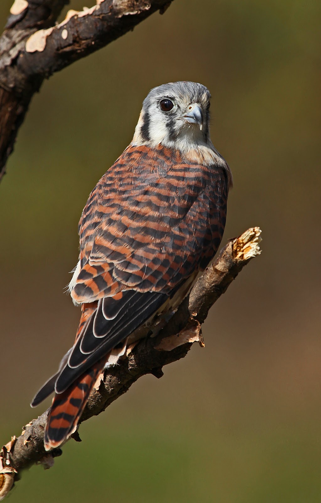 Nature's Feather Music: Wings on Wednesday - American Kestrel