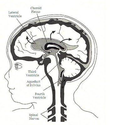 and the greatest of these is love: Hydrocephalus 101