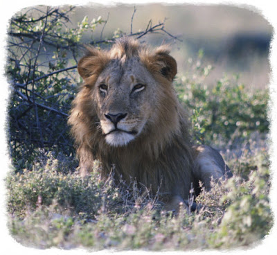 ANIMALES GENERALES: El León (Panthera Leo)