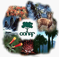 CES 2°M 2010 SIN HUMO: CONAF- CHILE