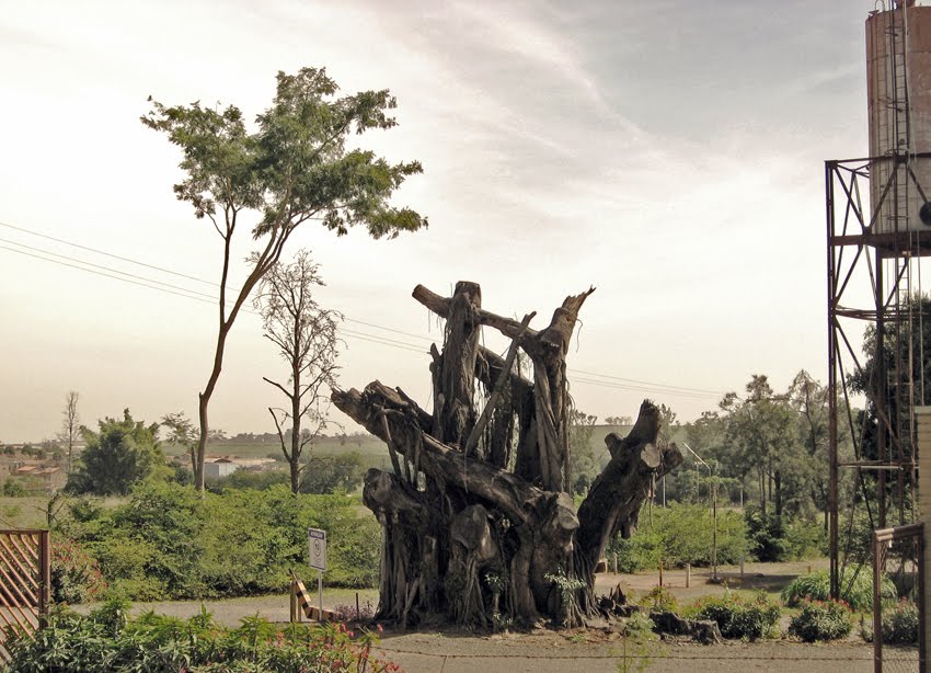 Maria Luiza Gentil: monte azul paulista