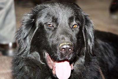 DannyFaQ`s Blog: Ciobanesc Romanesc Corb