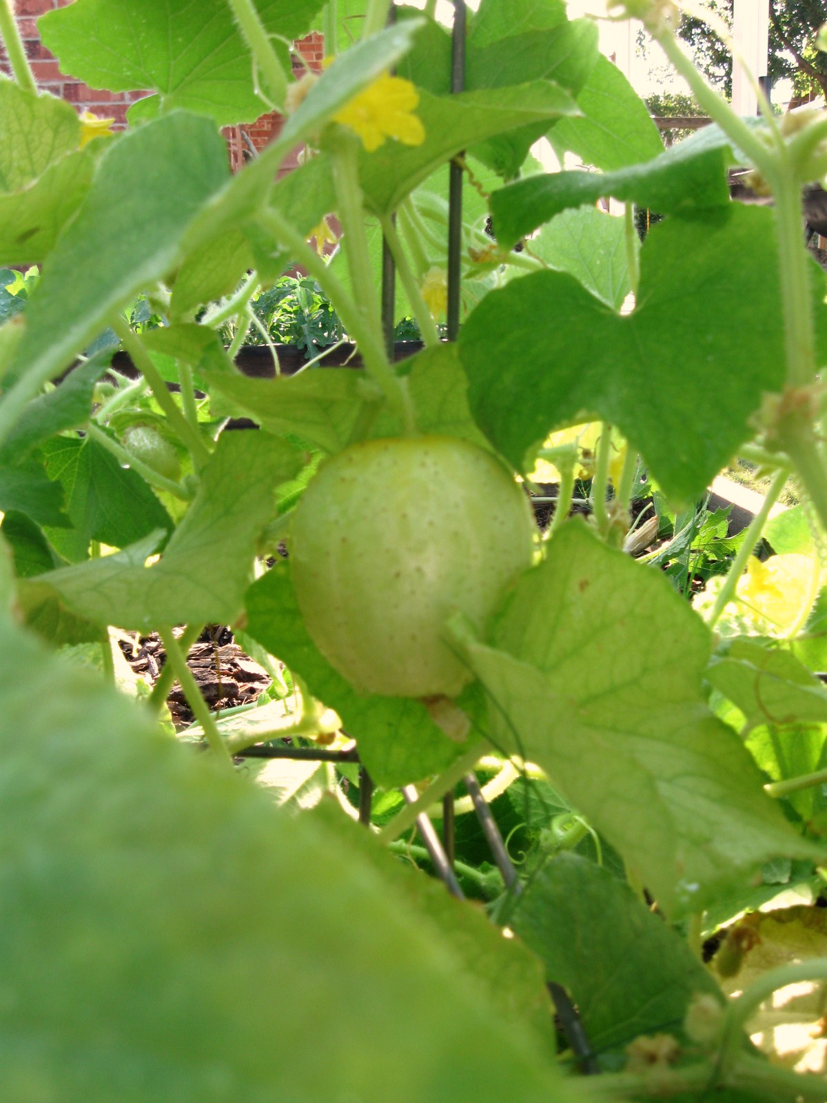 One day at a time.....: Lemon Cucumber and not sure what?
