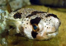 Tetrodotoxin - Military Weapons