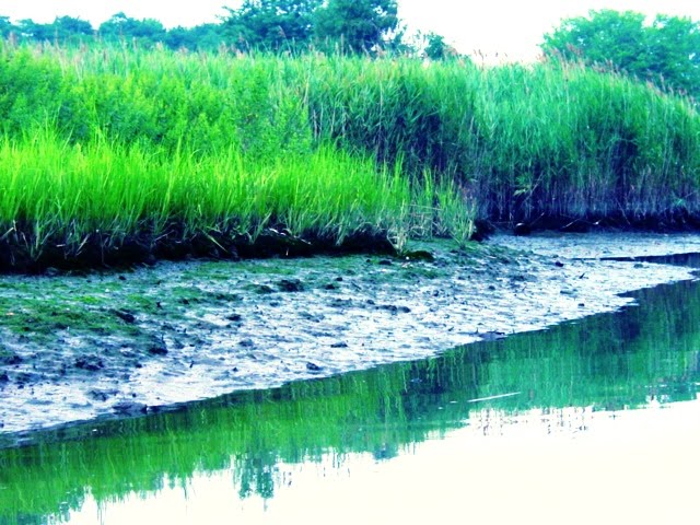Alley Pond Park Wetland Nature Preserve: Tidal Marshes of the Alley