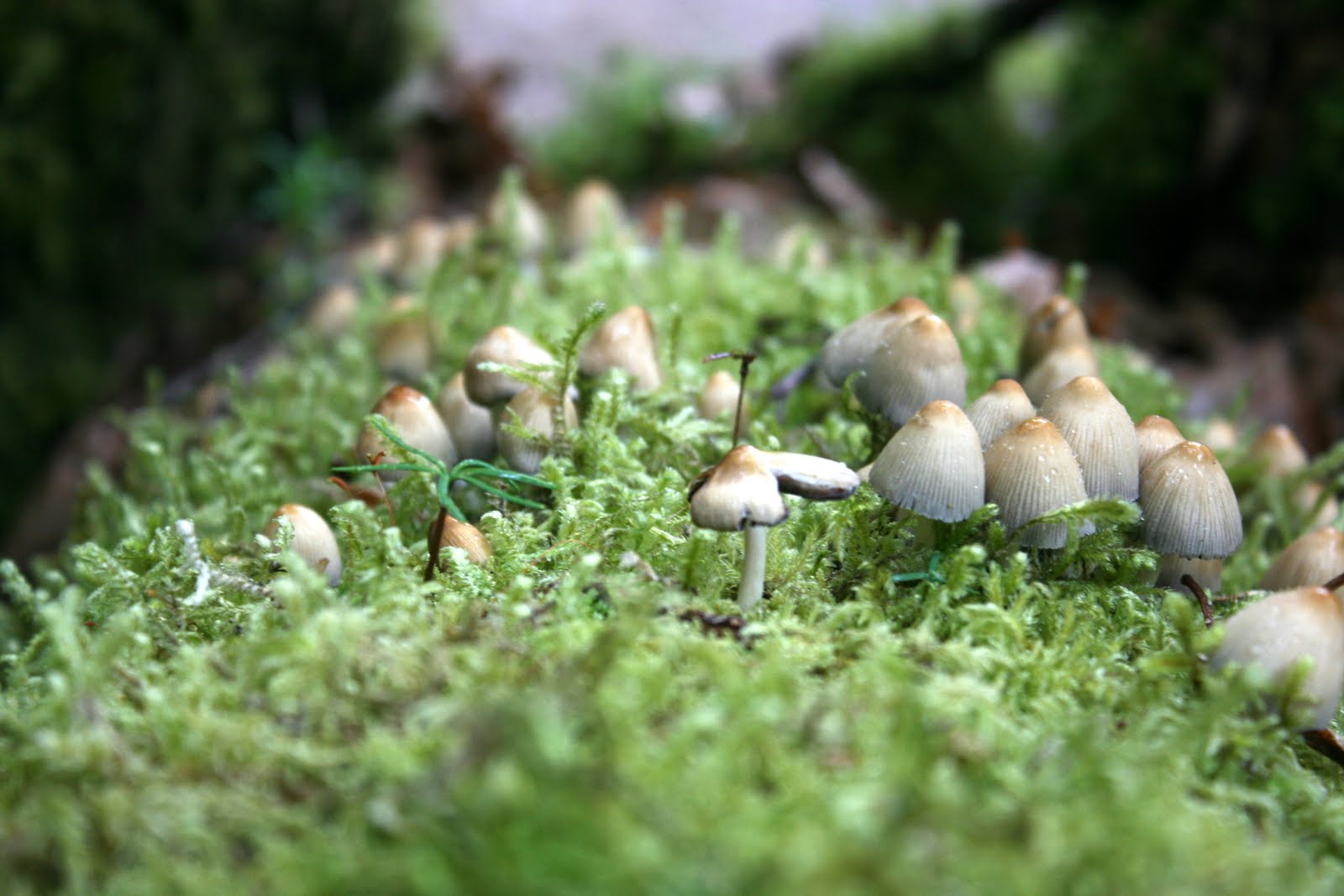 Iulia's Photo Spark: Seattle Mushrooms