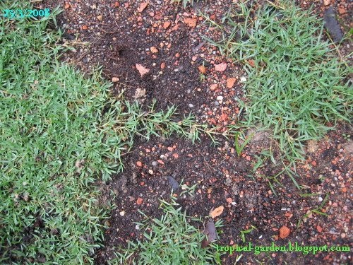 Tropical Gardening Growing Philippine Lawn Grass