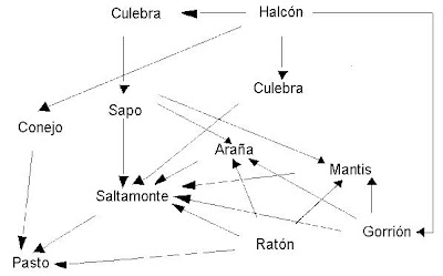 SEXTO DE BÁSICA UNIDAD EDUCATIVA JAVIER: Imágenes (cadena y red ...