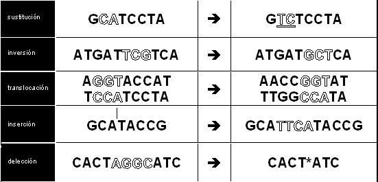 Bios: TIPOS DE MUTACIONES