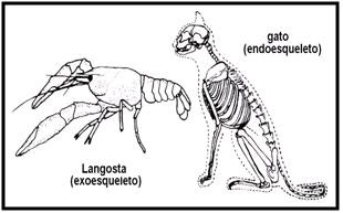 Bios: Reino Animalia