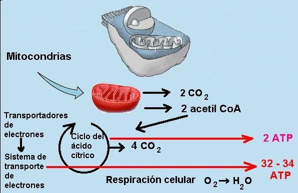 Biofísica: NDH Y FADH2 como fuentes e poder reductor