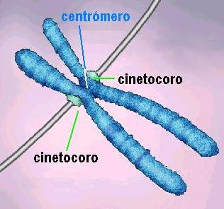 A medida que los cromosomas se