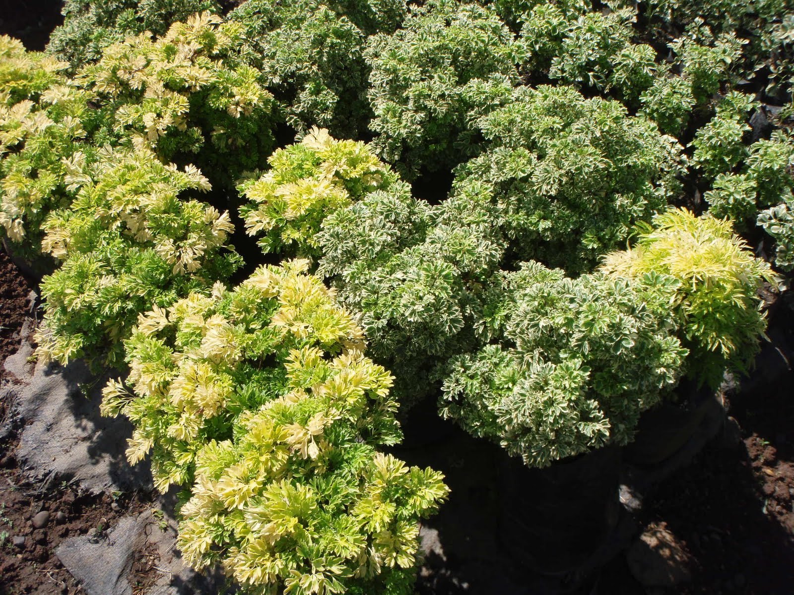 ALAVERDE 33: These are the plants that I have in my garden now, take a ...