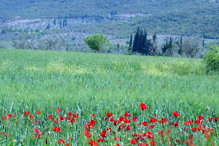 ΦΩΤΟΓΡΑΦΙΕΣ. PHOTO LAND: ΦΩΤΟΓΡΑΦΙΕΣ ΑΝΟΙΞΗ ΛΟΥΛΟΥΔΙΑ. SPRINGS PHOTOS