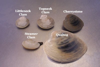 Oceanography - Leah Moore: Clams, Clams, Clams!