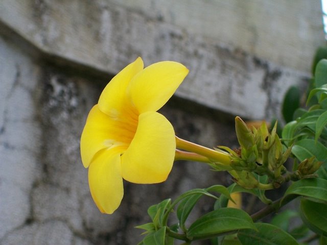 PHOTOGRAPHY: Flowers