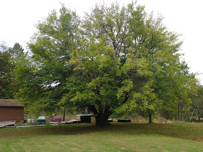 Pc3Moore: japanese mulberry tree