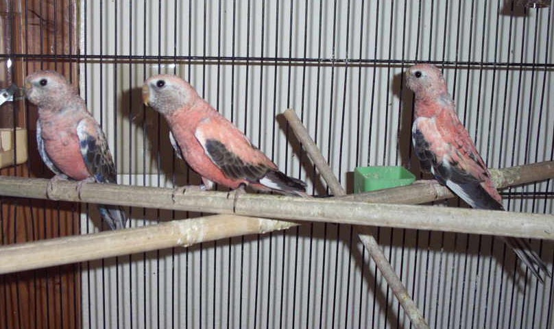 The Splendid Bourke Bird Blog: More on Sexing Bourke Parakeets & a ...