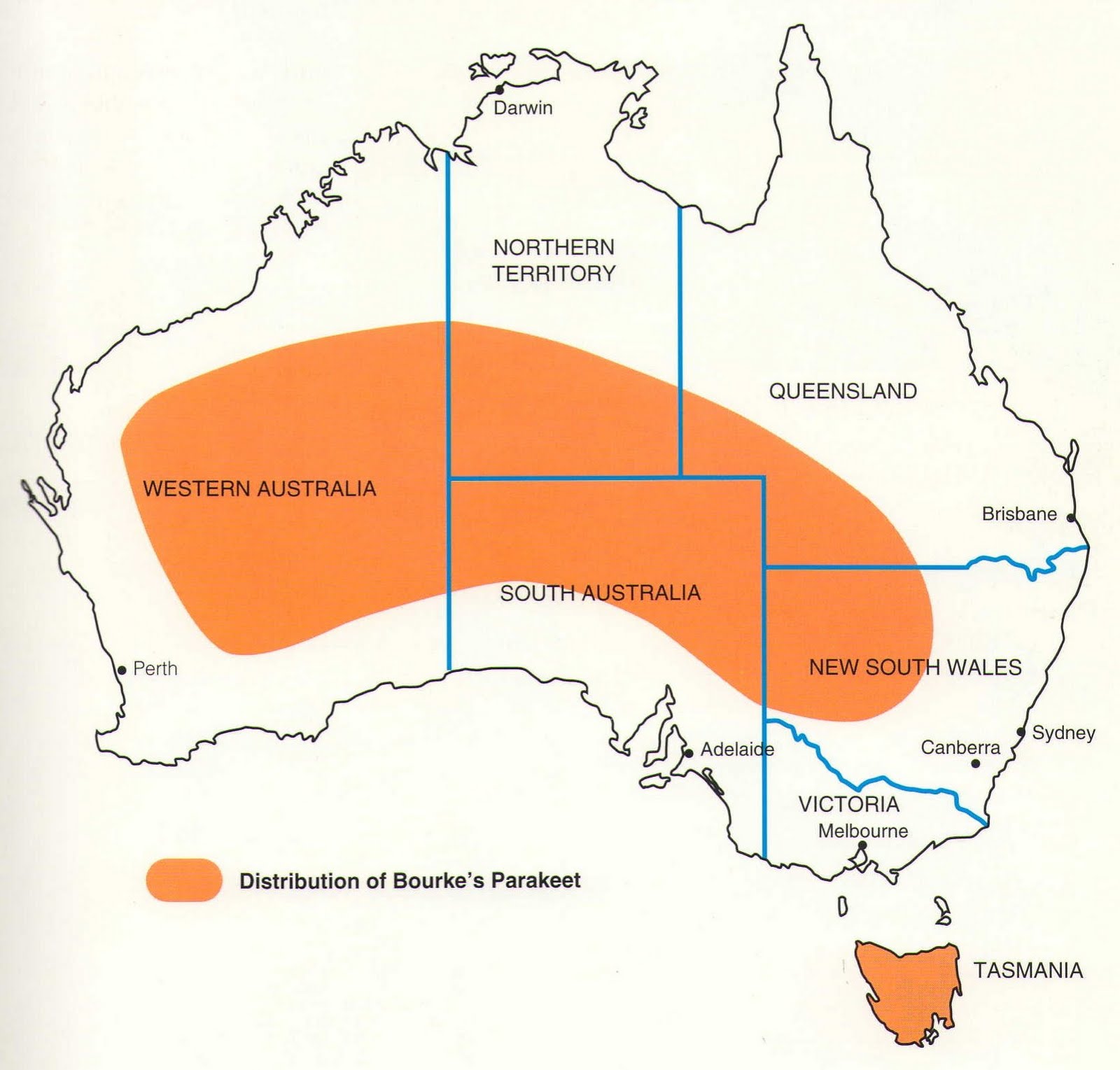 The Splendid Bourke Bird Blog: Bourke Parakeet Location & Coloration