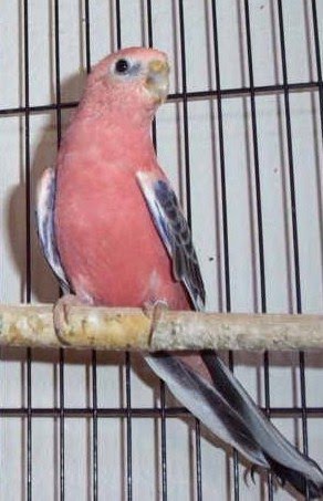 The Splendid Bourke Bird Blog: Bourke Parakeet Location & Coloration