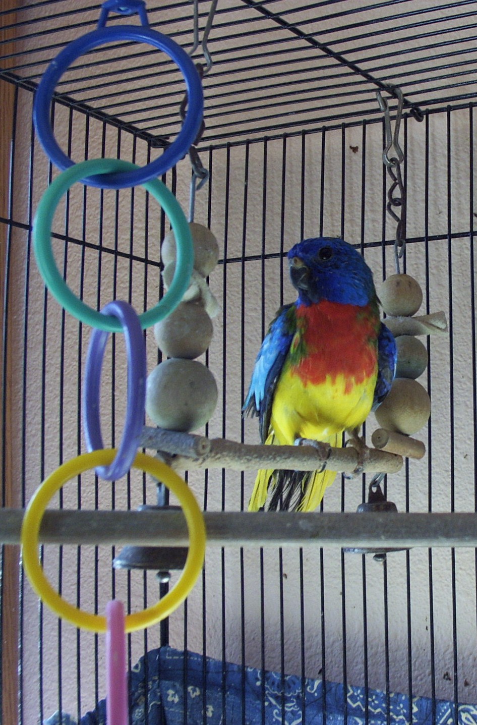 The Splendid Bourke Bird Blog: Splendid Parakeet Portraits, Scarlet ...