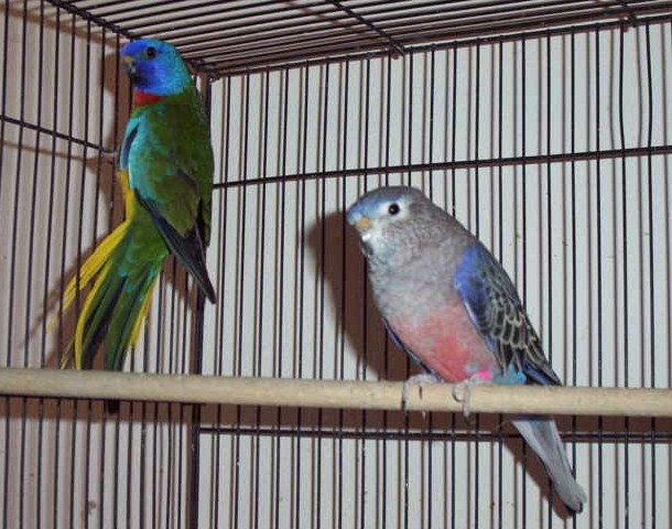 The Splendid Bourke Bird Blog: Splendid Parakeet Portraits, Scarlet ...