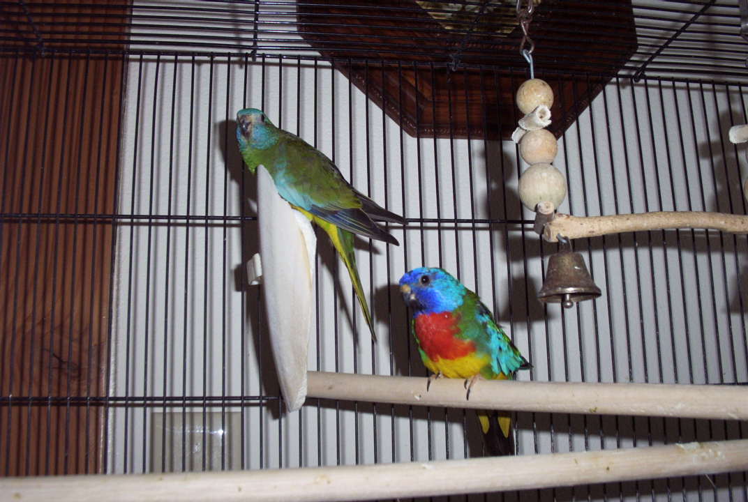 The Splendid Bourke Bird Blog: Splendid Scarlet-chested Parakeets and ...