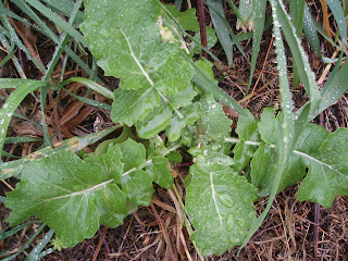 Wild Picnic: Wild turnip (Brassica rapa ssp sylvestris)