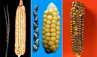 Agricultura & Educação