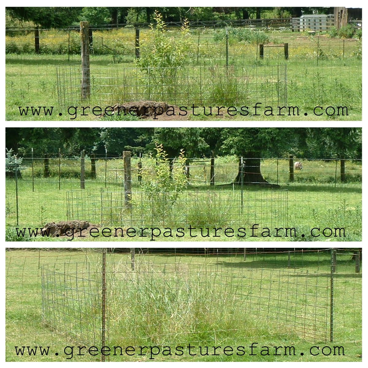 Greener Pastures Farm: Gates, Alleyways, Hog Panels and our Apple Tree ...