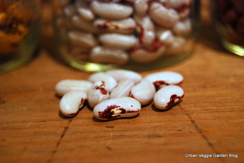 Urban Veggie Garden Blog: Dry Bean Summary