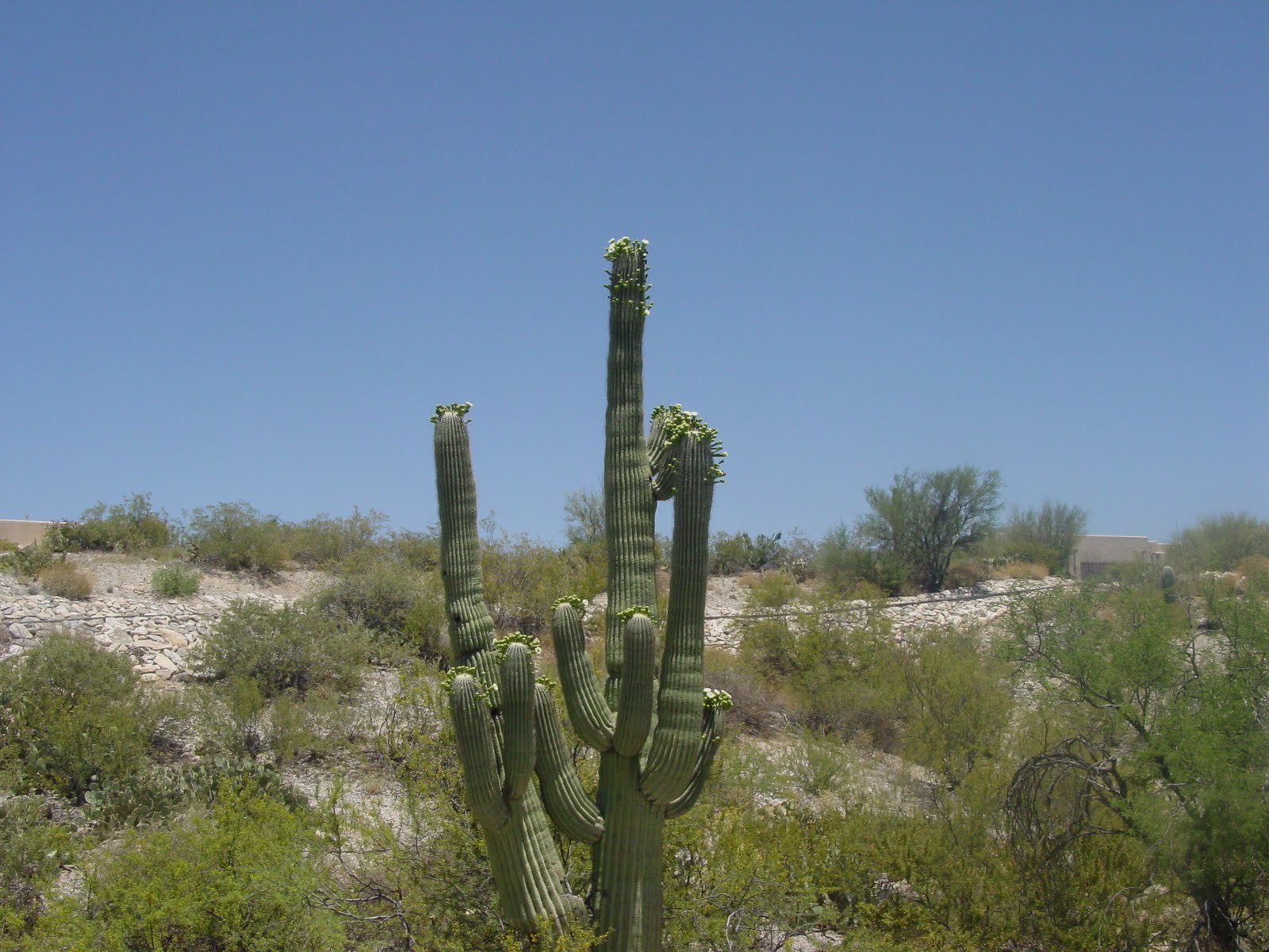 Tucson Daily Happenings: The Saguaro Cactus Flower is the State Flower ...