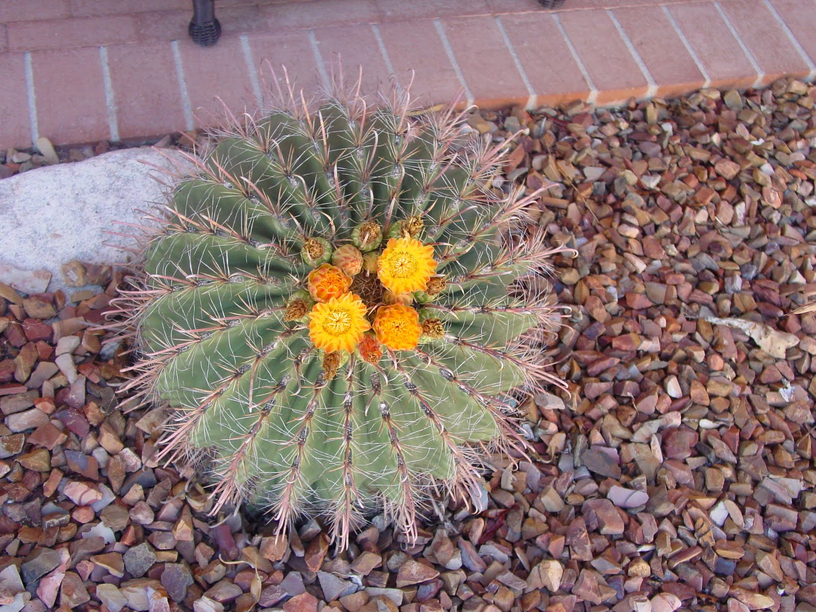 Tucson Daily Happenings: "The Barrel Cactus commonly called the ...