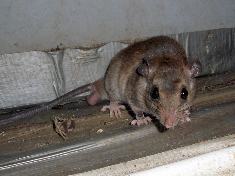 ZOMG Vetschool!: rat balls