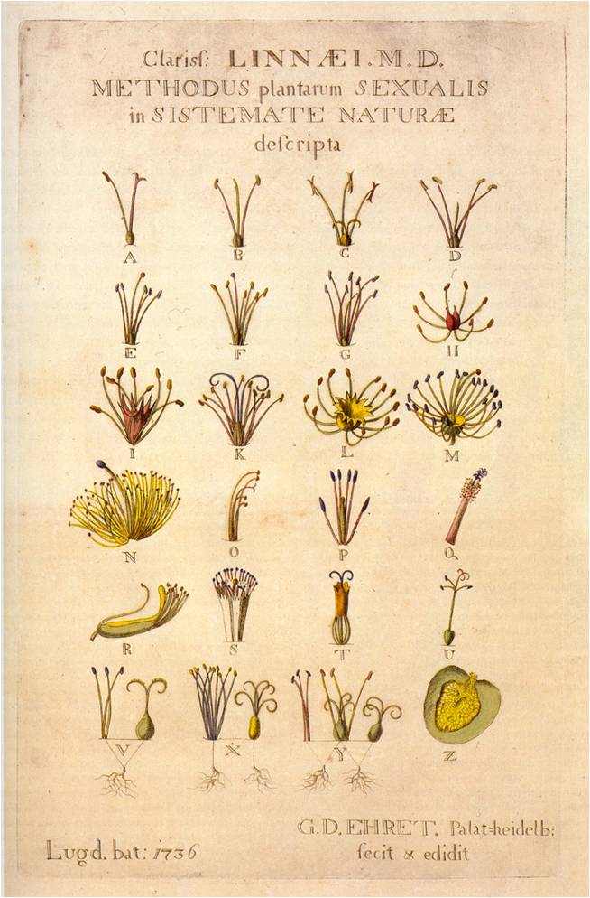 Paisajismo, pueblos y jardines: TAXONOMIA Y PAISAJISMO