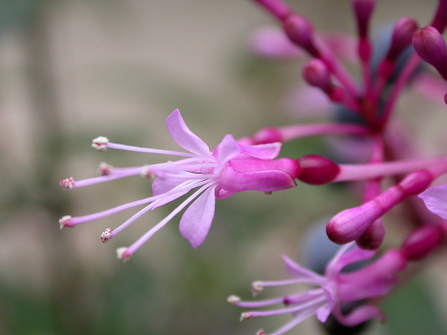 JARDINES PARA COLIBRIES PARTE II. ESPECIES DE COSTA RICA