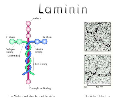 Life Rocks Dude... Live it..!!!: Laminin :: What holds us together?