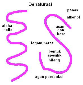 RANTAI TIGABELAS: PROTEIN