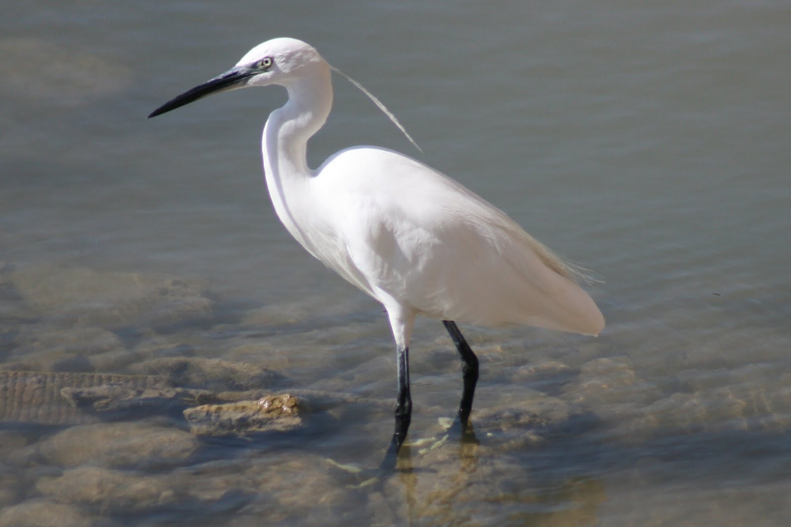 Carduelis-carduelis: Egretta garzetta - Garceta común
