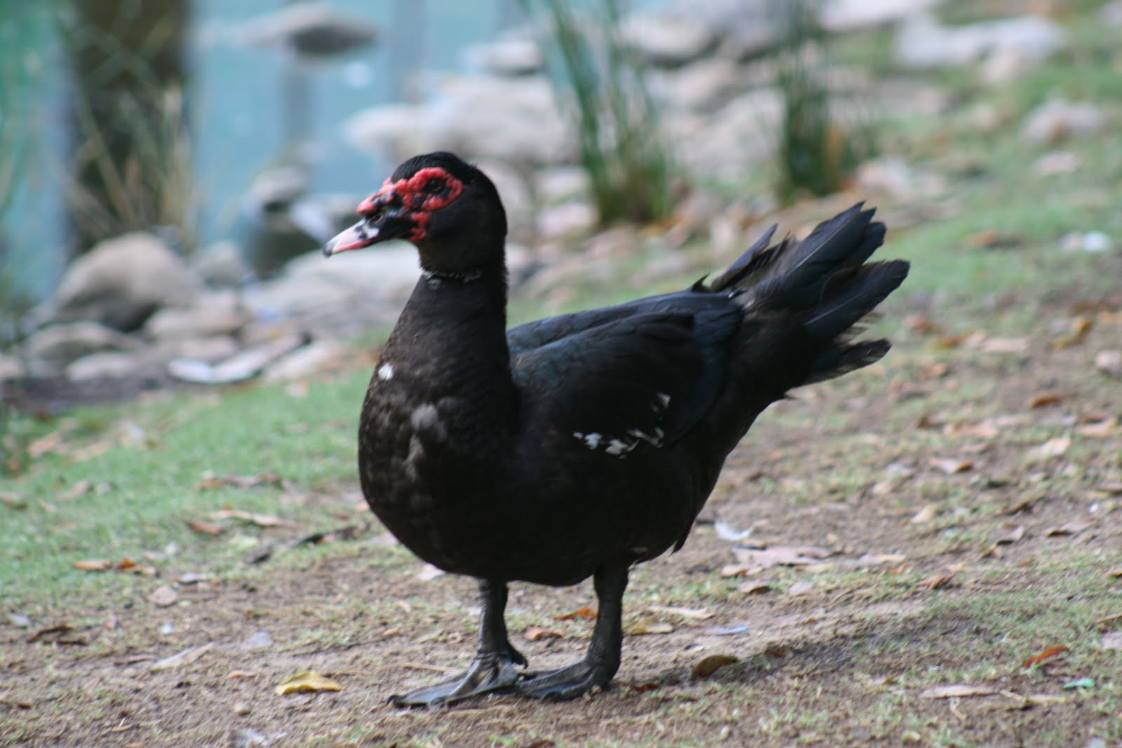 Carduelis-carduelis: Cairina moschata - Pato criollo