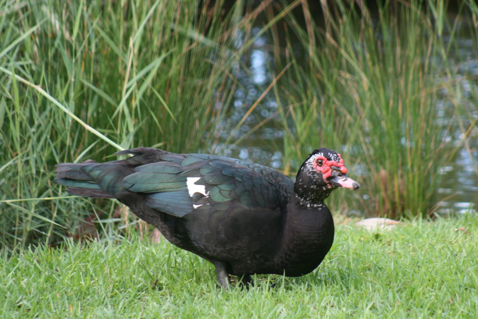 Carduelis-carduelis: Cairina moschata - Pato criollo