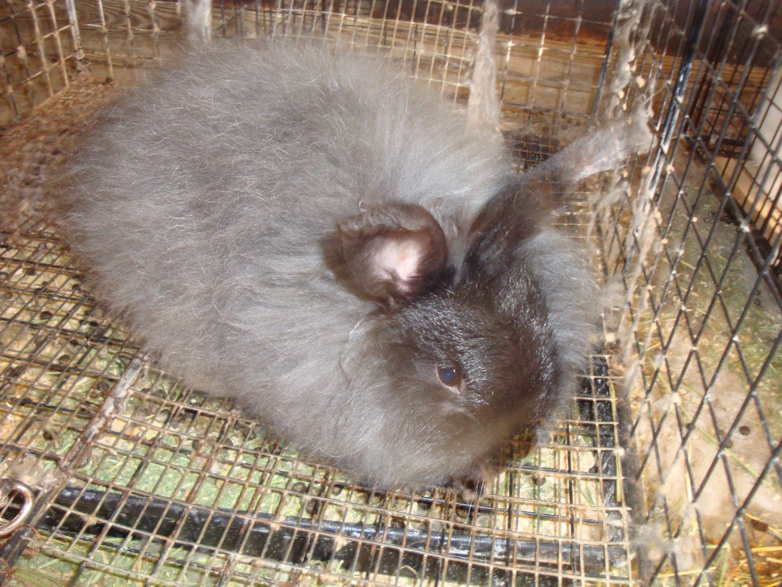 Tail Spin Farm Shop: French Angora Rabbits for sale