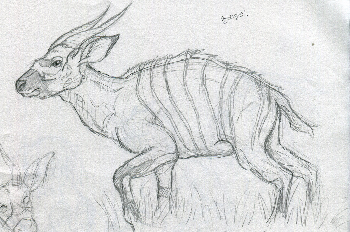 Refrigigator: Animal sketch - Bongo