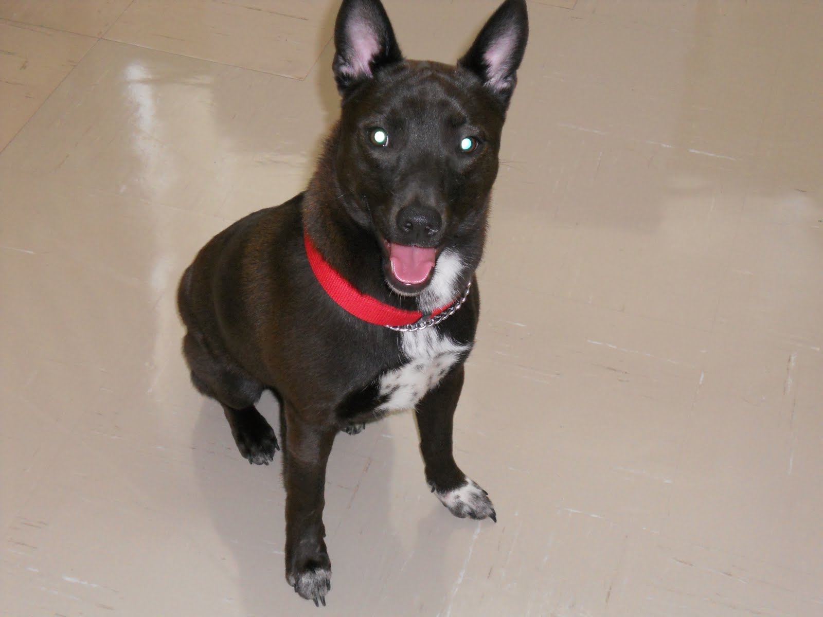 View topic - Favorite canine species or dog breeds? - Chicken Smoothie