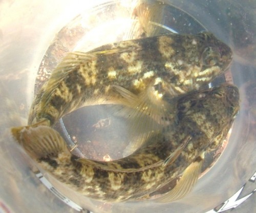 Pescuit la Guvid în apele noastre ~ Pescuit sportiv, pescuit amator