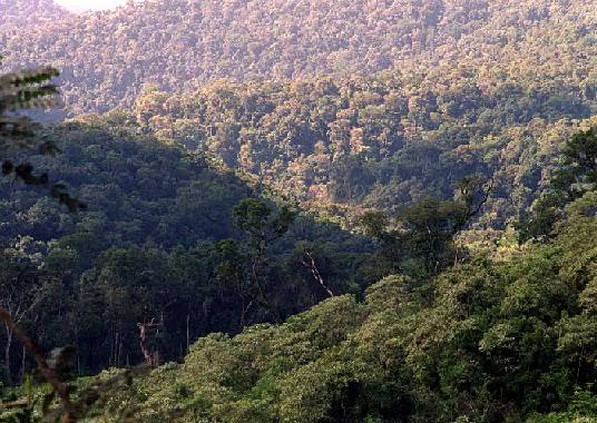 Deforestacion de Misiones: selva misionera